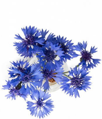 Madzoon - Authentic Greek Yogurt Made Fresh Daily